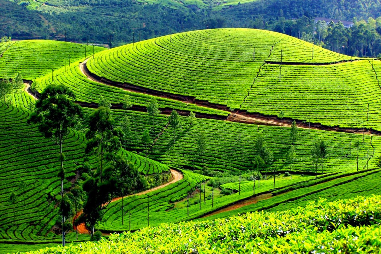 Vagamon and Gavi Tour Packages from Kerala - Xira Destinations